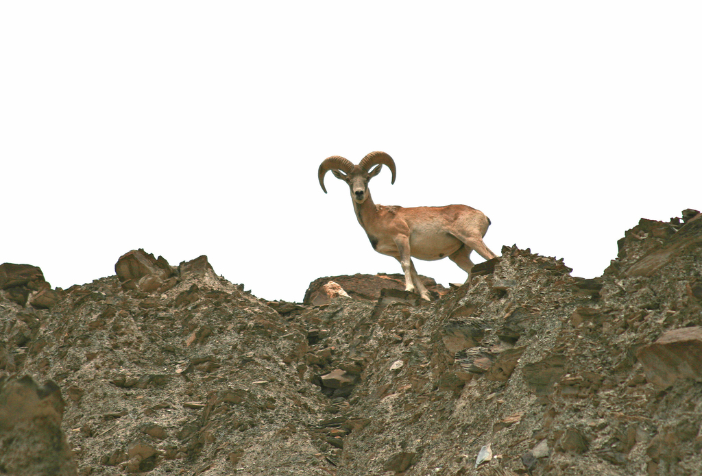 Ladakh Urial (Ovis vignei vignei) - Know Your Mammals