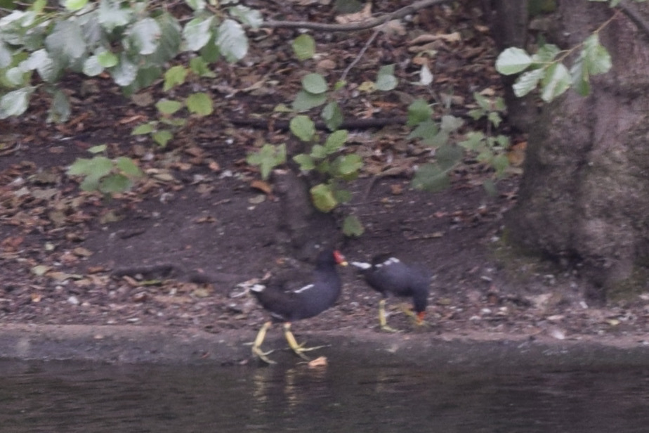 Common Moorhen from London, UK on September 4, 2016 at 07:20 AM by ...