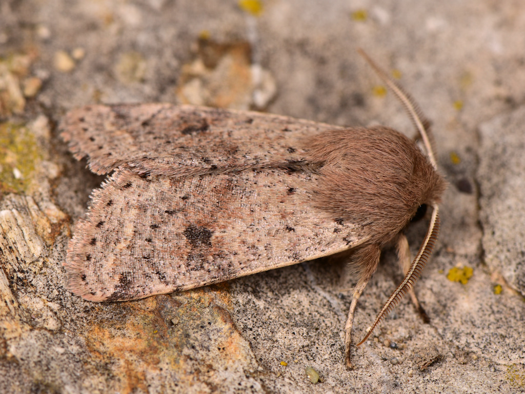 Orthosia cruda (Polillas del Somontano (Huesca)) · iNaturalist