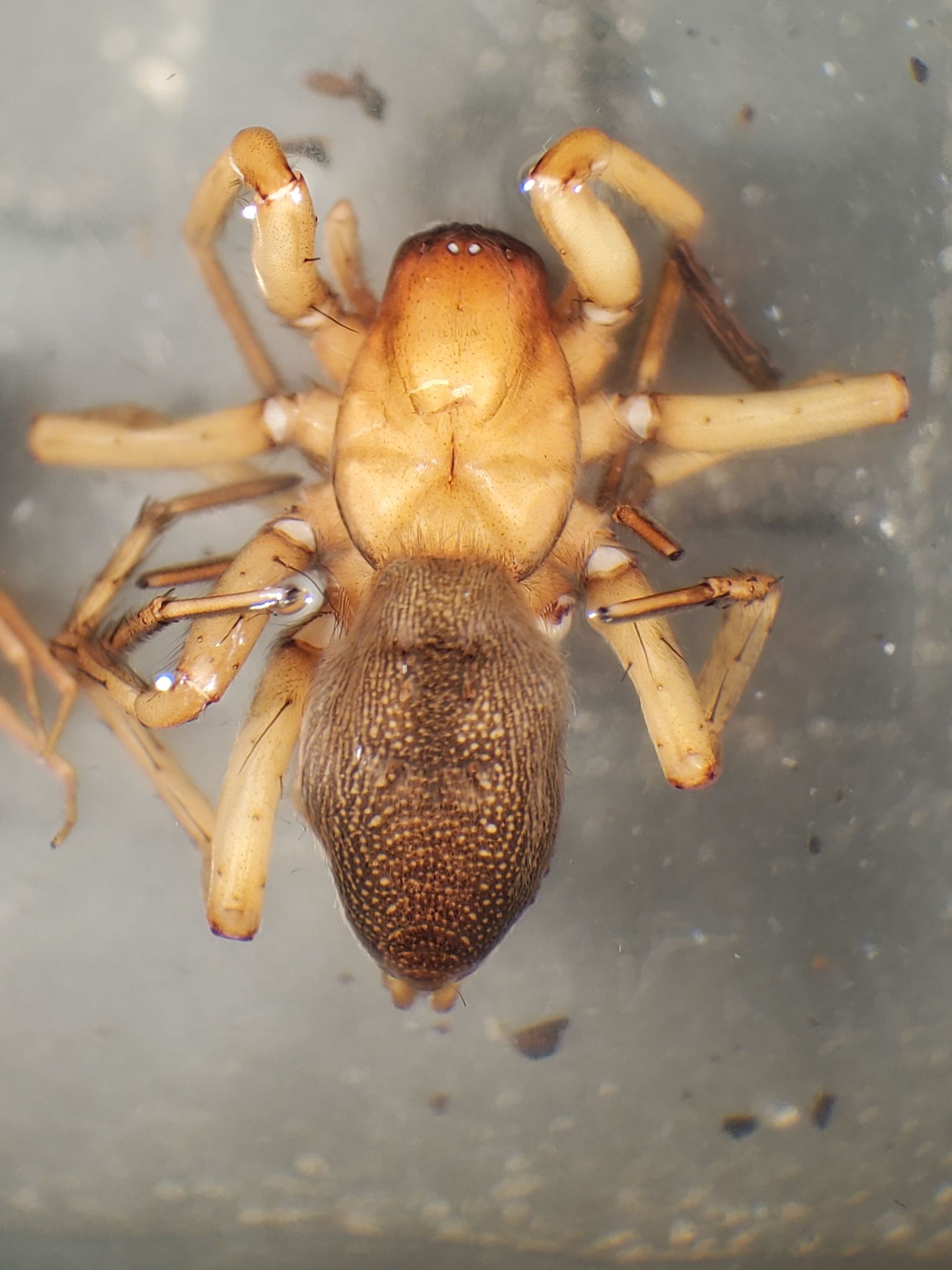 Drassodes neglectus (Keyserling, 1887)