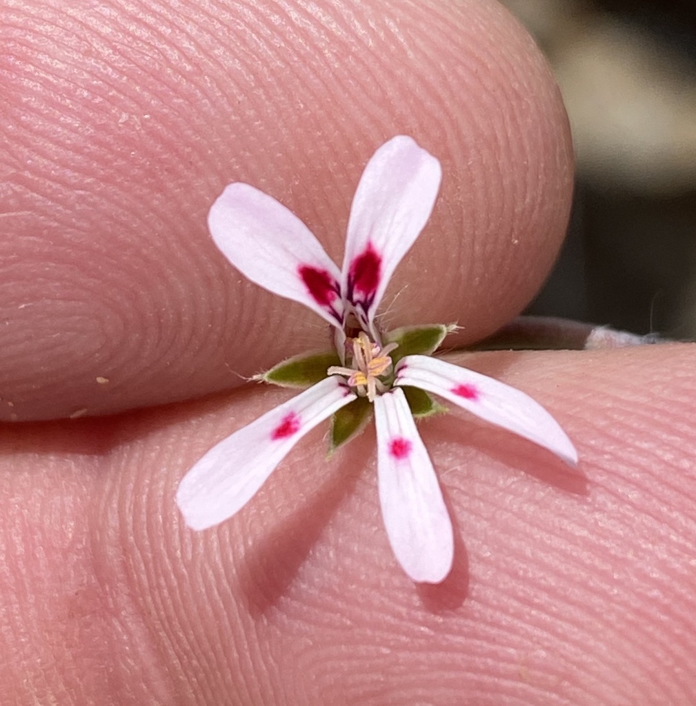 Cave Storksbill from EC, ZA on December 18, 2020 at 11:28 AM by Dave U ...