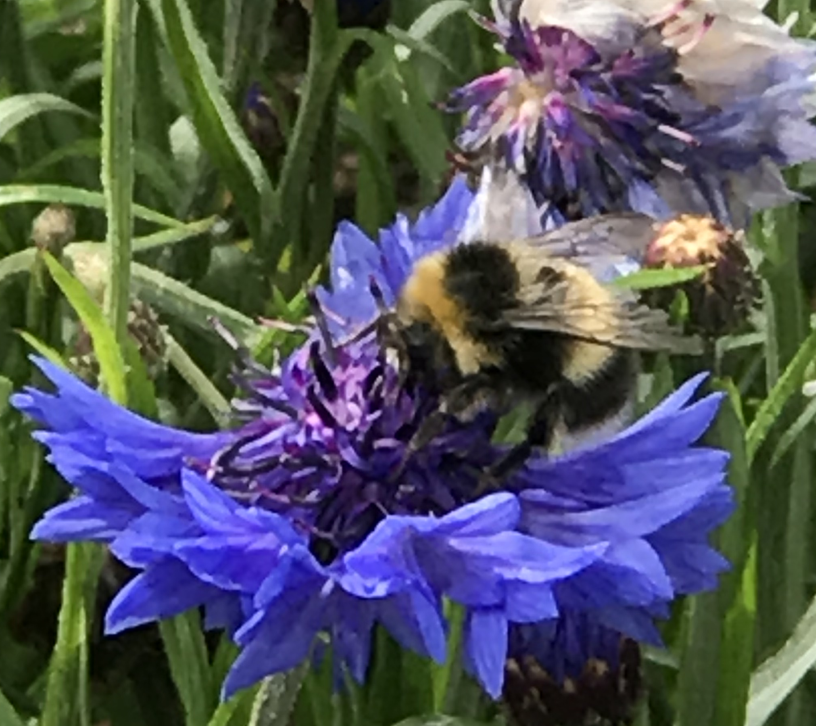 Heath Bumble Bee from Downtown, 101 Reykjavík, Iceland on August 21 ...