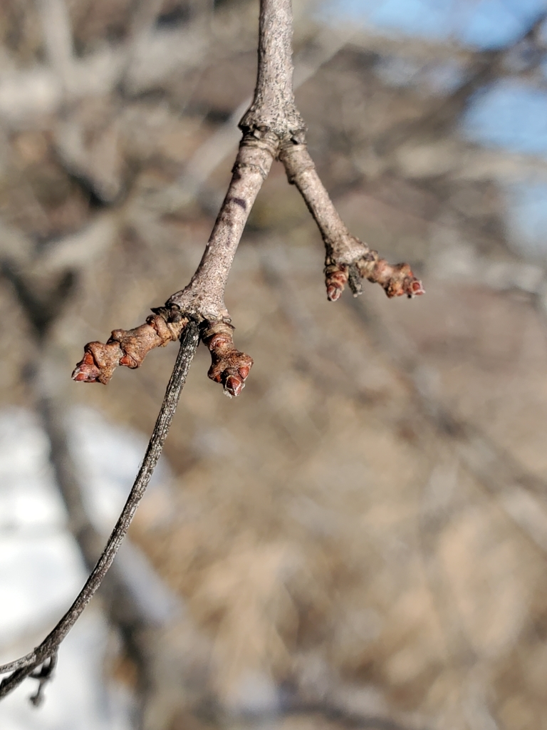Amur Maple from Westwood Hills, St Louis Park, MN 55426, USA on March 6 ...