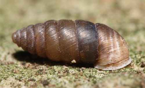 Large Chrysalis-snail | Native Nature