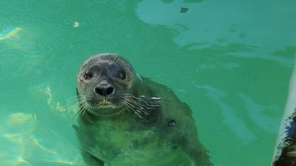 Harbor Seal from Smiths, Bermuda on October 19, 2015 at 09:30 AM by ...