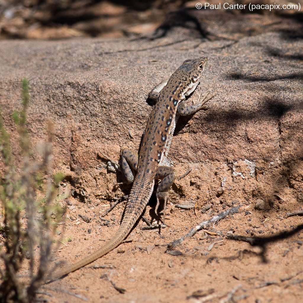 Spotted Sand Lizard from Darnah, LY on March 19, 2016 at 10:55 AM by ...