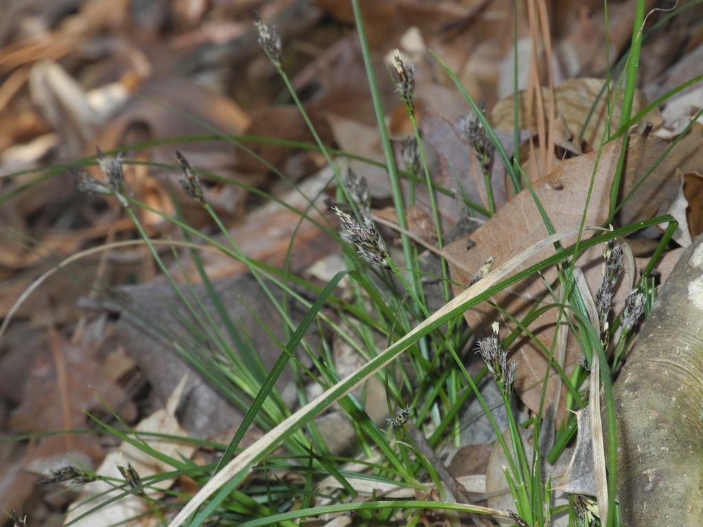 fibrous-rooted sedge from Chatham County, NC, USA on March 05, 2021 at ...