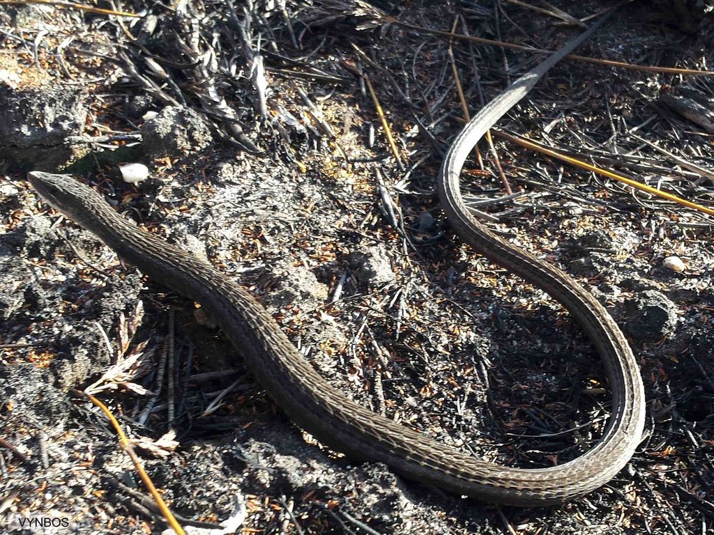 Cape Snake Lizard from Close to Judas Peak on October 29, 2017 at 07:42 ...