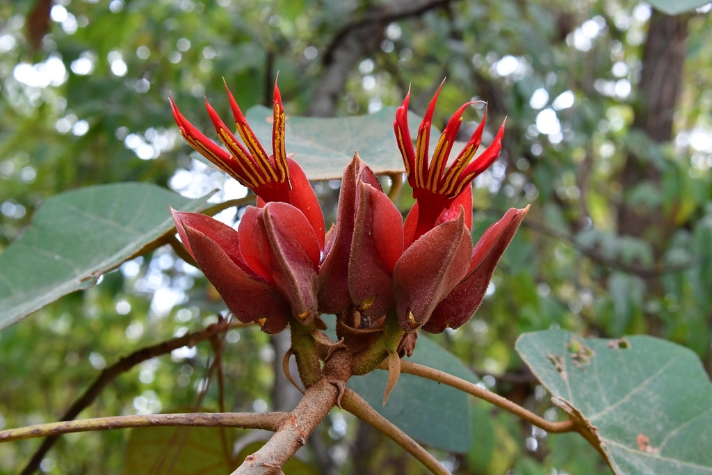 Mexican hand tree from Ixtapa, Chis., México on March 6, 2021 at 01:07 ...