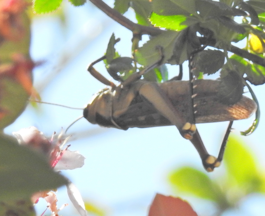 Garden Locust from Bergville on October 29, 2017 at 08:01 AM by Colin ...