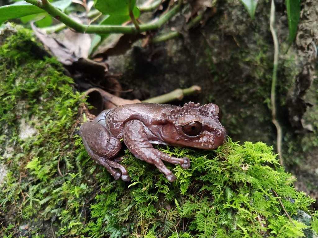 Coronated Tree Frog in January 2021 by Paullet Aguilar Maciel · iNaturalist