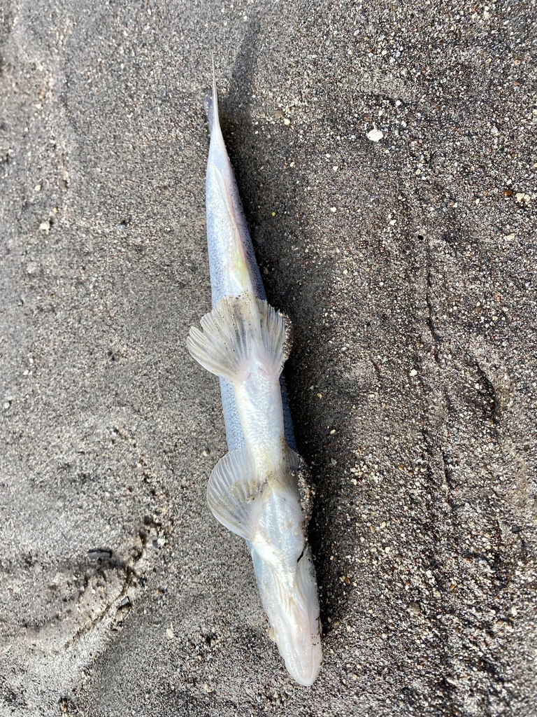 Eulachon (Thaleichthys pacificus) - Marine Life Identification