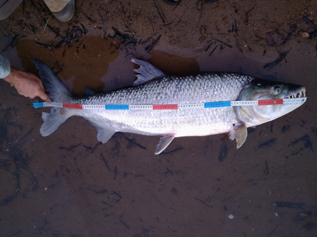 Goliath Tigerfish (Hydrocynus goliath) - Marine Life Identification