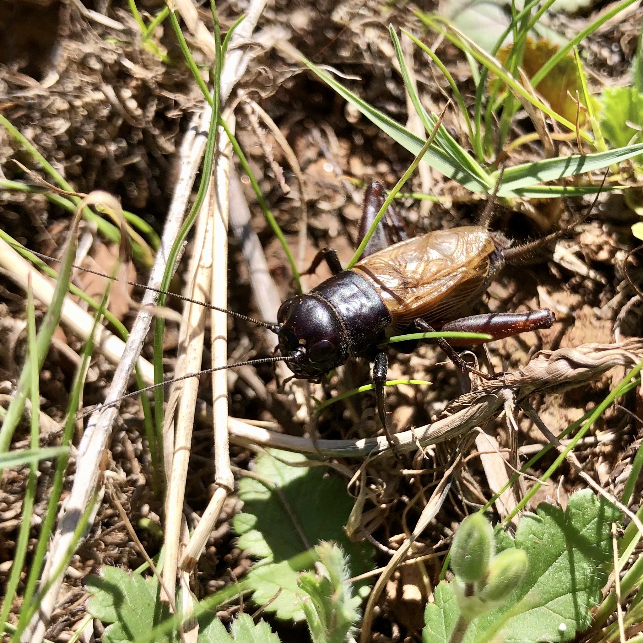 Gryllus integer Scudder, 1901