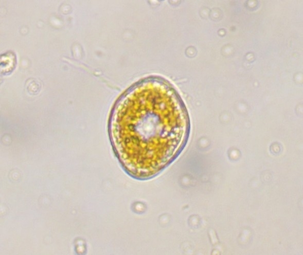 Cocconeis C.G.Ehrenberg, 1837