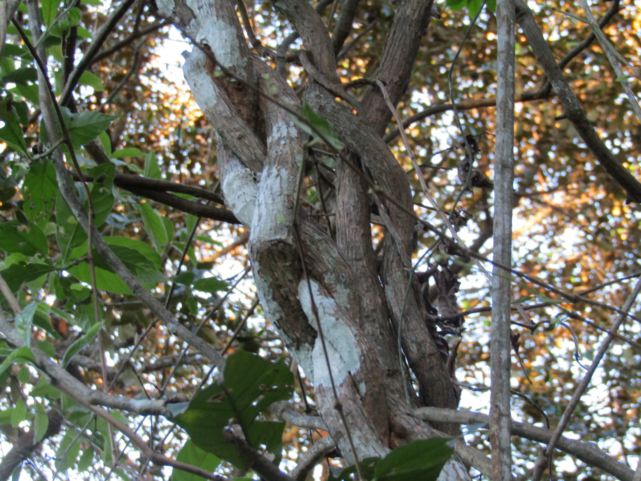 Doliocarpus dentatus (Aubl.) Standl.