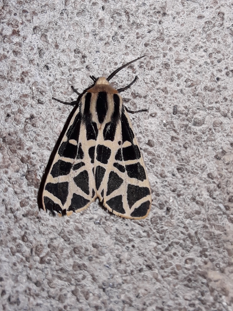 Apantesis from San Francisco Echeverría on March 06, 2021 at 07:23 PM ...