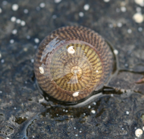 Grey Topshell (Gibbula cineraria) · iNaturalist