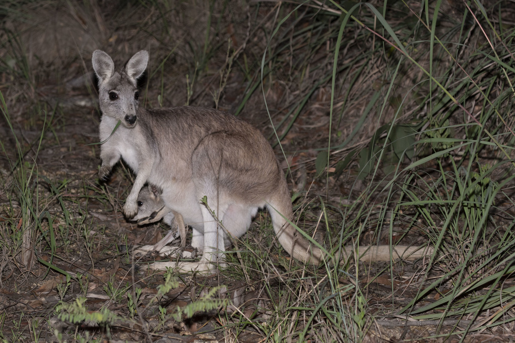 Eastern Wallaroo (Osphranter robustus robustus) - Know Your Mammals