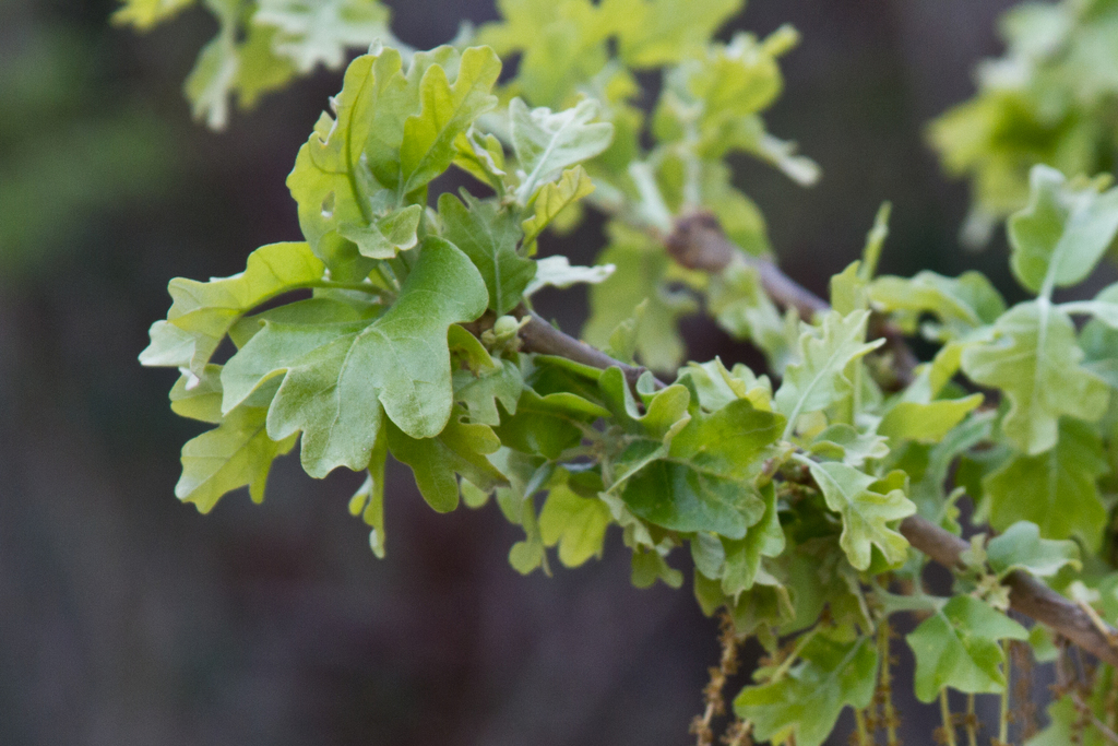 Bottomland Post Oak (Quercus similis) - Botanical Realm