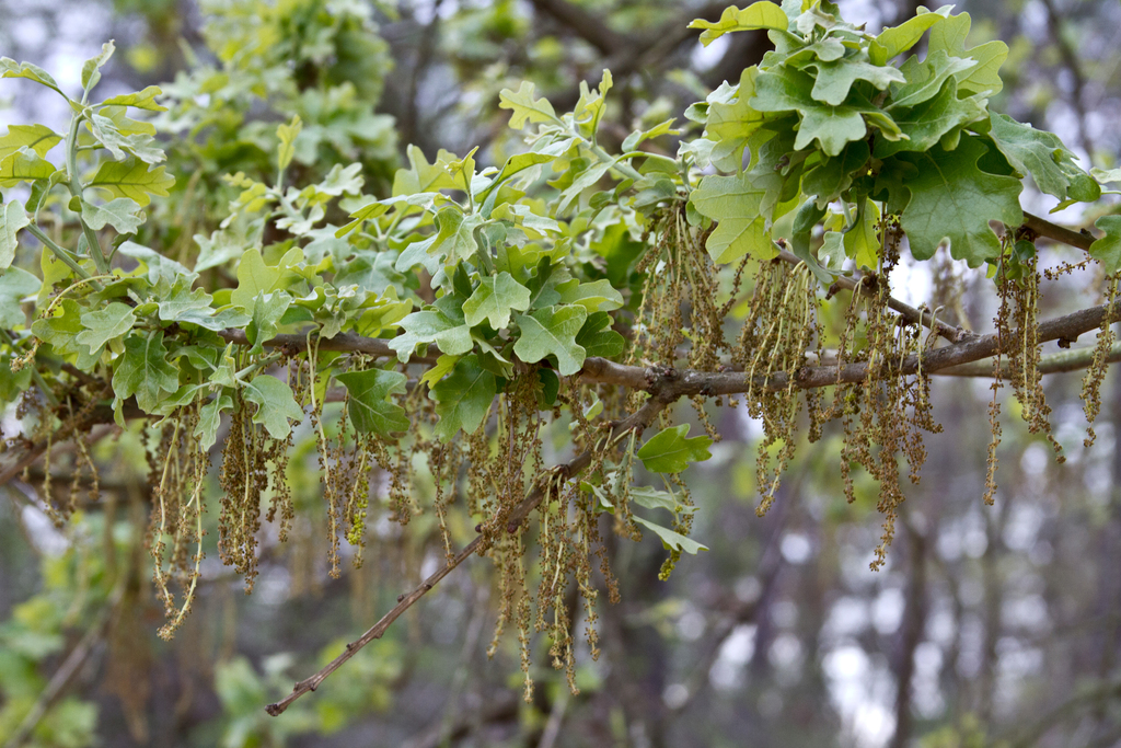 Bottomland Post Oak from Houston Arboretum, Houston, TX 77024, USA on ...