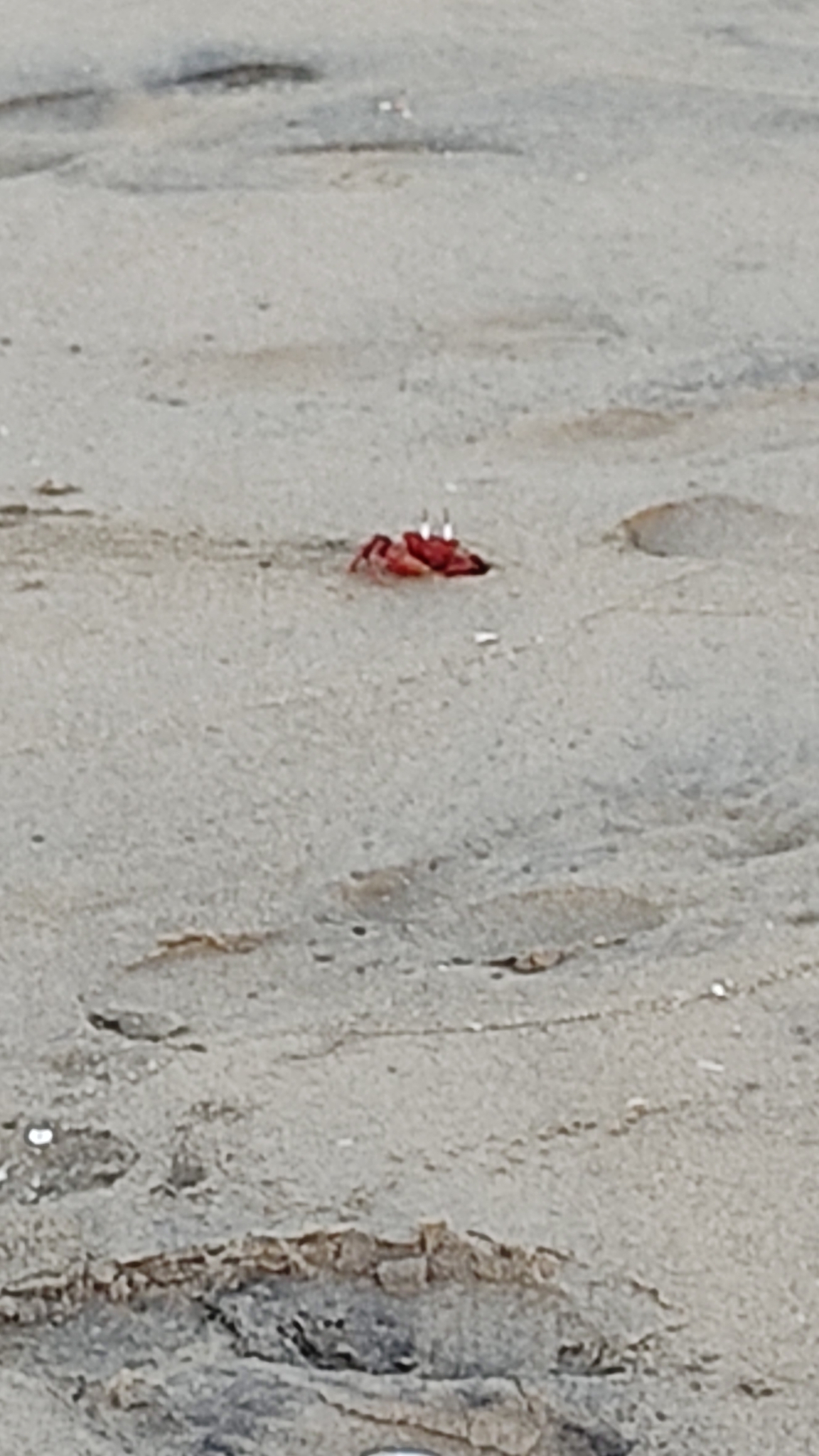 Ocypode macrocera H.Milne Edwards, 1837