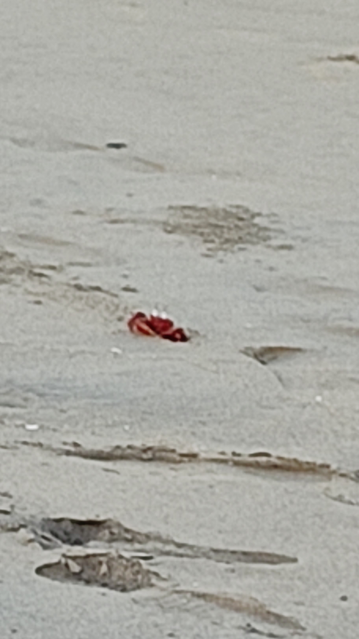 Ocypode macrocera H.Milne Edwards, 1837