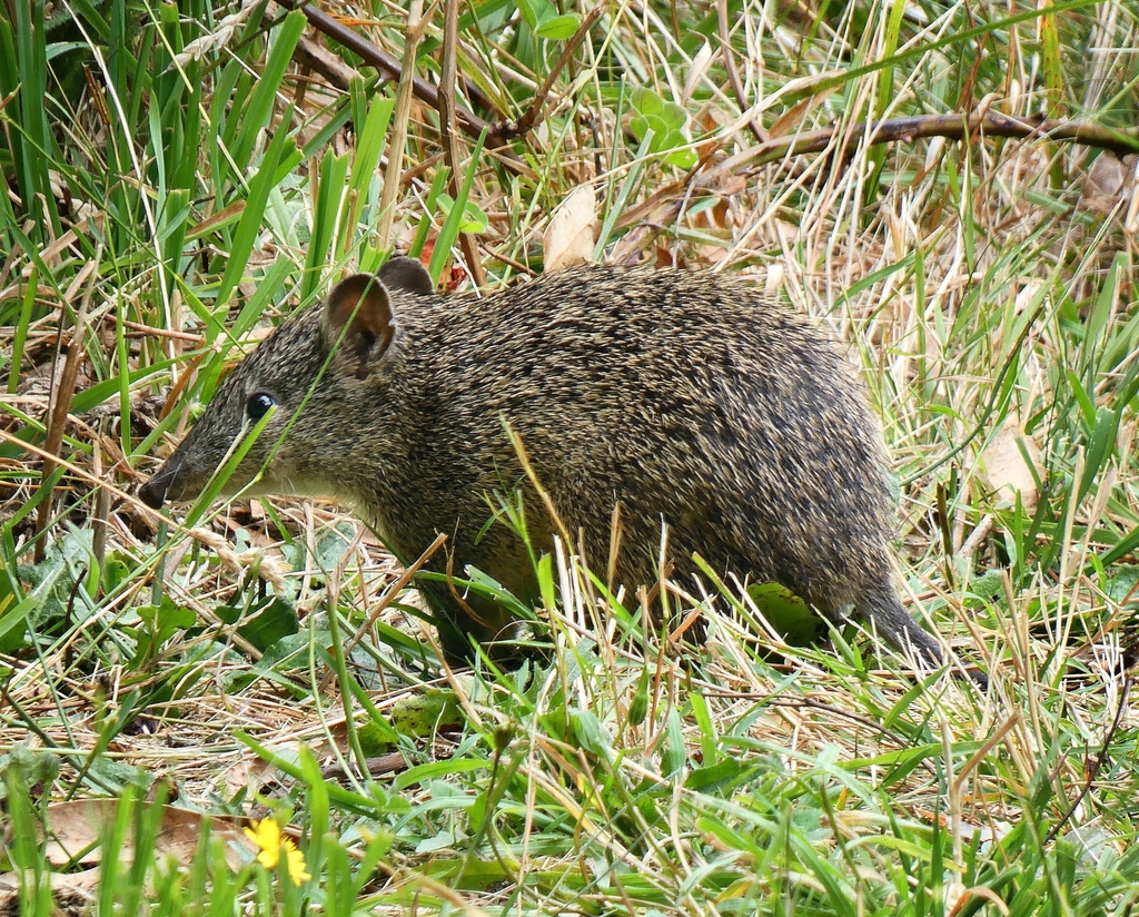 Bandicoots (Peramelidae) - Know Your Mammals