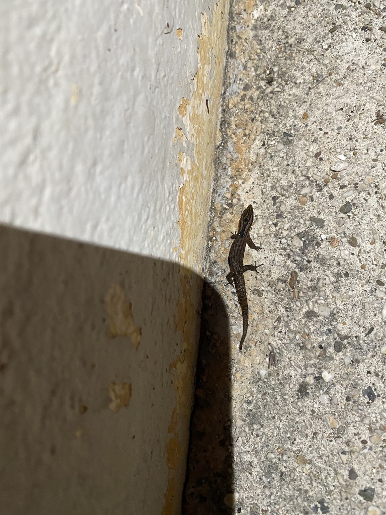 Common Gecko from Puerto Rico, Aibonito, PR, US on March 6, 2021 at 11: ...