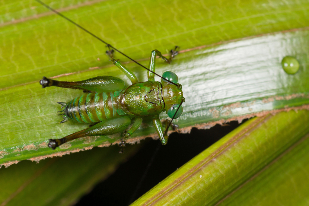 Lipotactes alienus from Кучинг, Сарауак, Малайзия on June 10, 2017 at ...