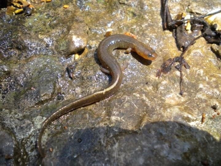 Oklahoma Salamander in April 2010 by narumk07 · iNaturalist