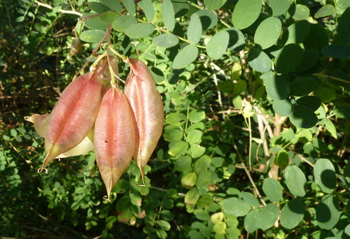 Orange Bladder-Senna (Hybrid Colutea × media) · iNaturalist