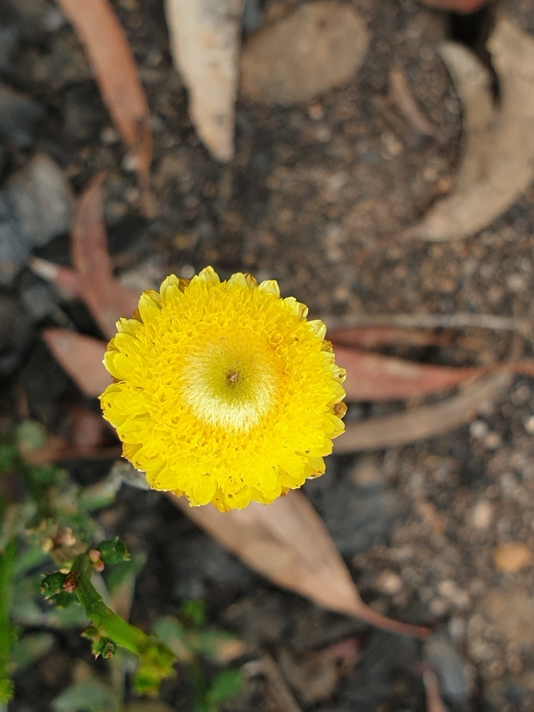 button everlasting from Newnes Plateau, Blue Mountains, NSW on February ...