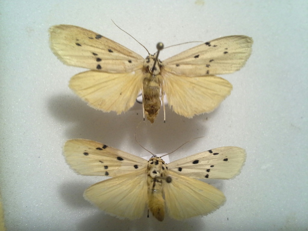 Eilema kingdoni from Hell-Ville, Madagascar on October 06, 2016 at 06: ...