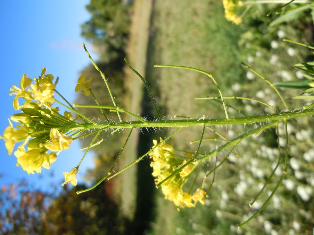 False London-rocket (Plants of Jasper National Park (Guide 4) | Les ...