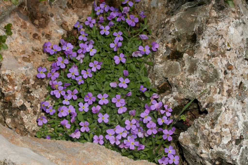 purple rock cress (South Hams Wildlife) · iNaturalist