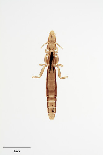 género Halipeurus · iNaturalist Ecuador