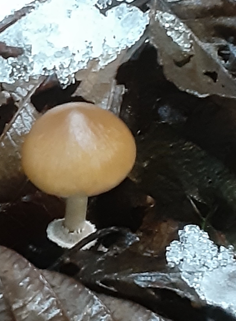Psathyrella longistriata from Lord-Ellis Summit on March 06, 2021 at 04 ...