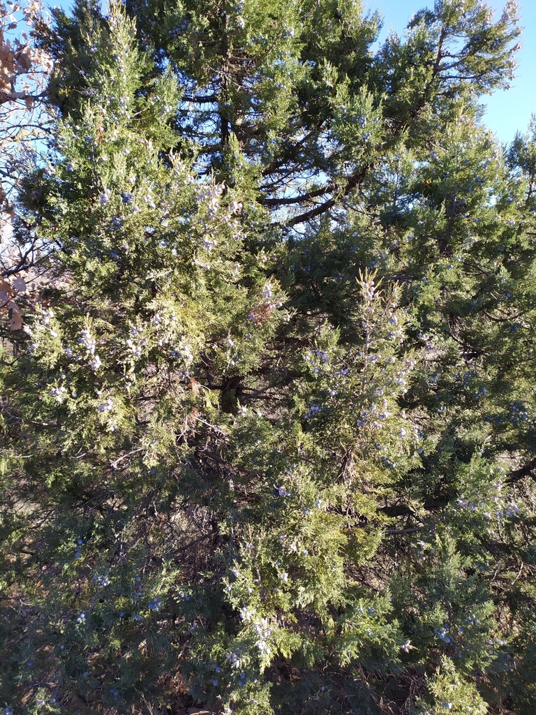 Greek juniper from Балаклавский район, Севастополь on March 07, 2021 at ...