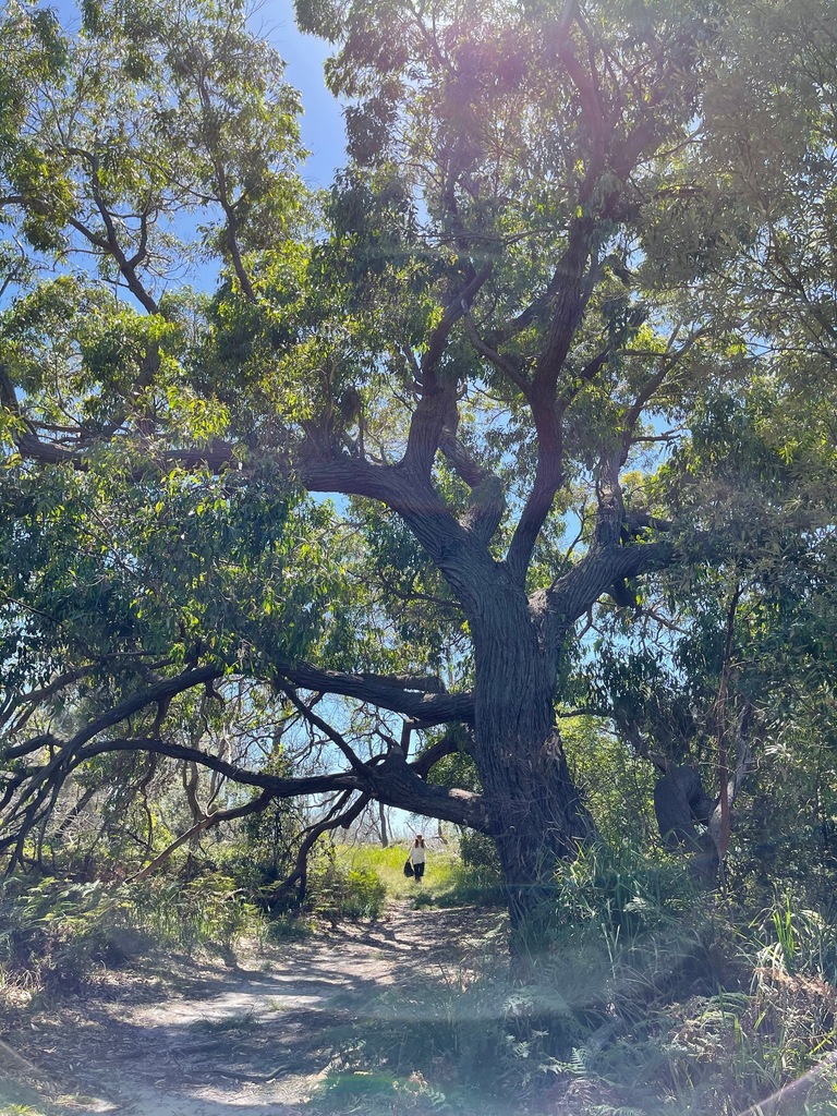 Silvertop Ash from Guerilla Bay NSW 2536, Australia on March 05, 2021 ...
