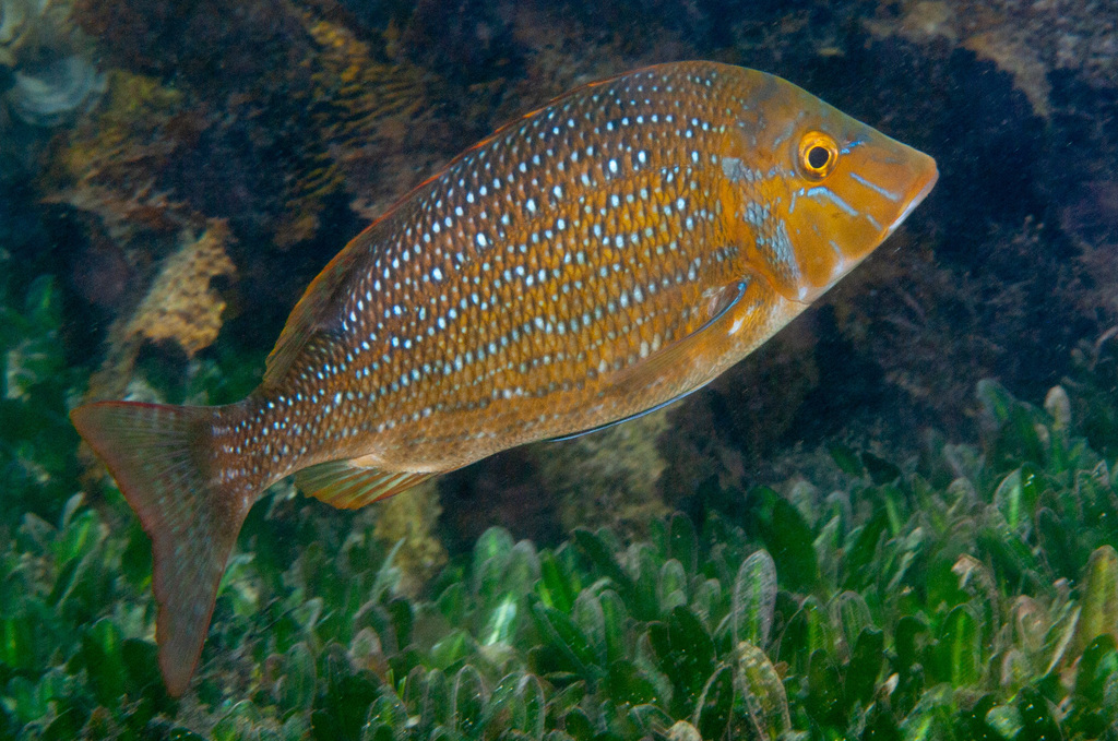 Spangled Emperor (Lethrinus nebulosus) - Marine Life Identification