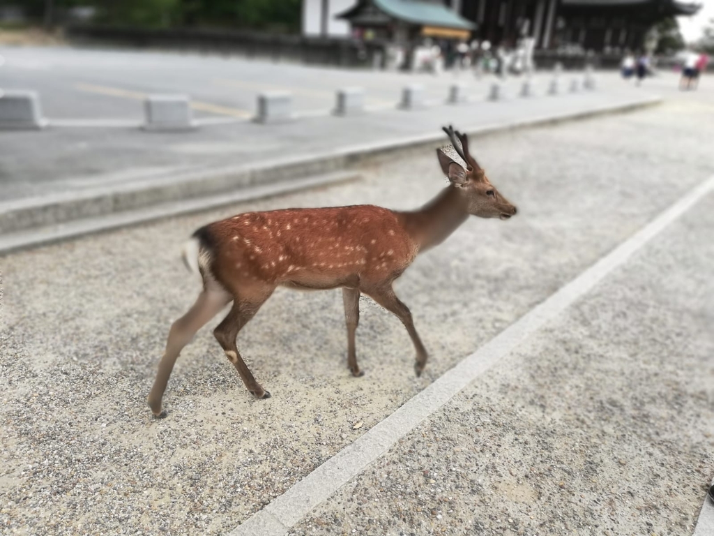 Sika Deer from 2306-1 Kyūchū, Kashima, Ibaraki 314-0031, Japan on March ...