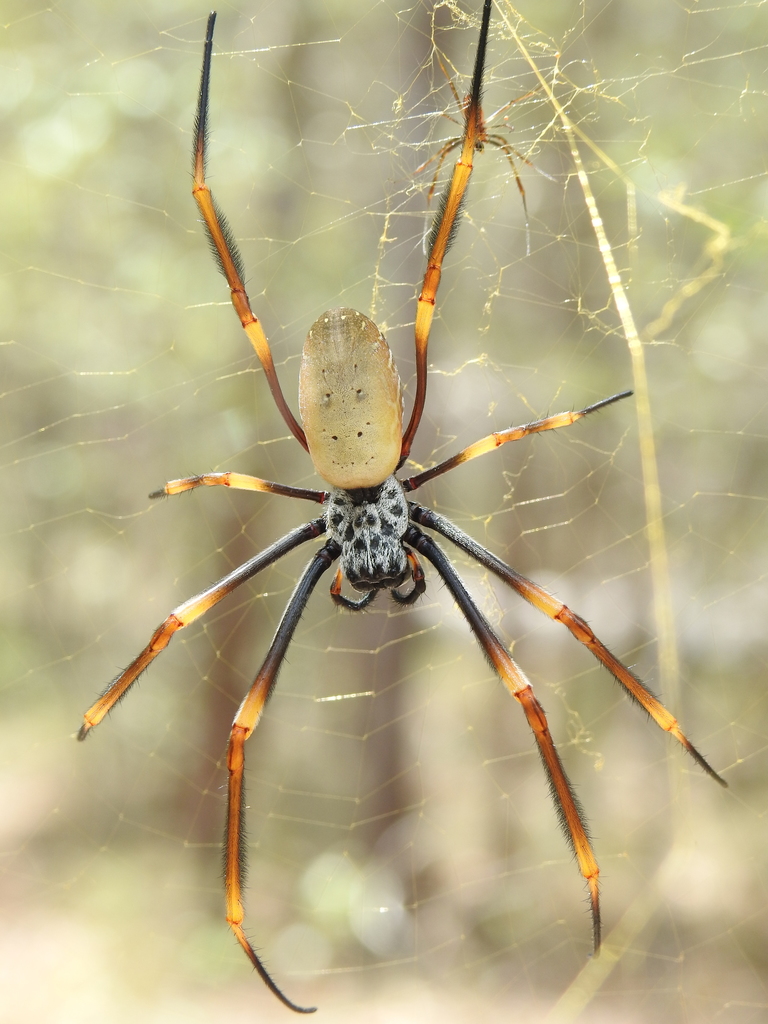 Tiger Spider from Talegalla Weir QLD 4650, Australia on March 7, 2021 ...