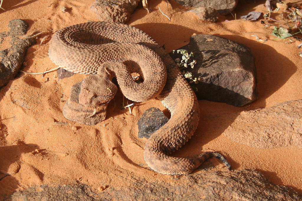 Horned Asp (Cerastes cerastes cerastes) - Snakes and Lizards