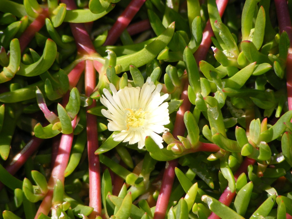 New Zealand Ice Plant from Wellington, New Zealand on October 31, 2018 ...