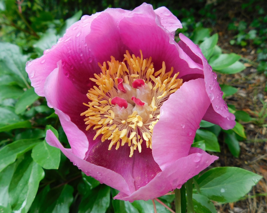(Paeonia broteri) - Botanical Realm