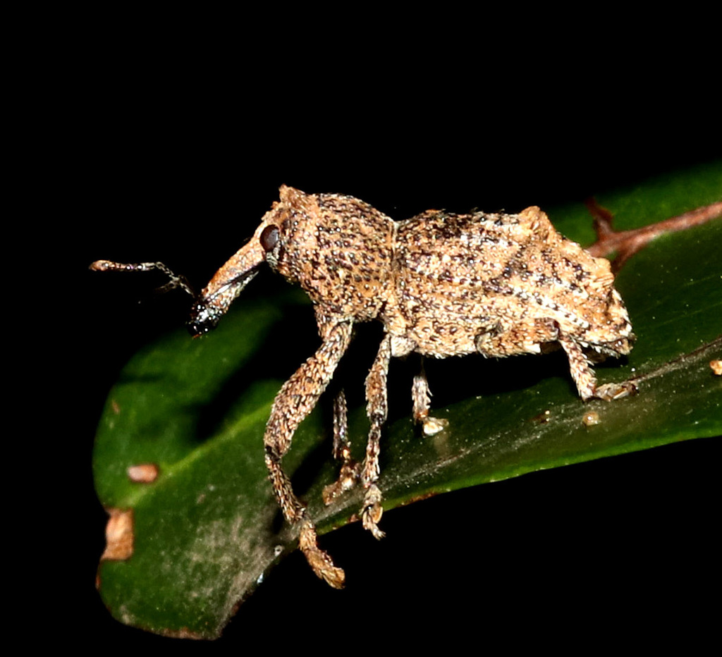Elephant Weevil in December 2017 by juliegraham173 · iNaturalist