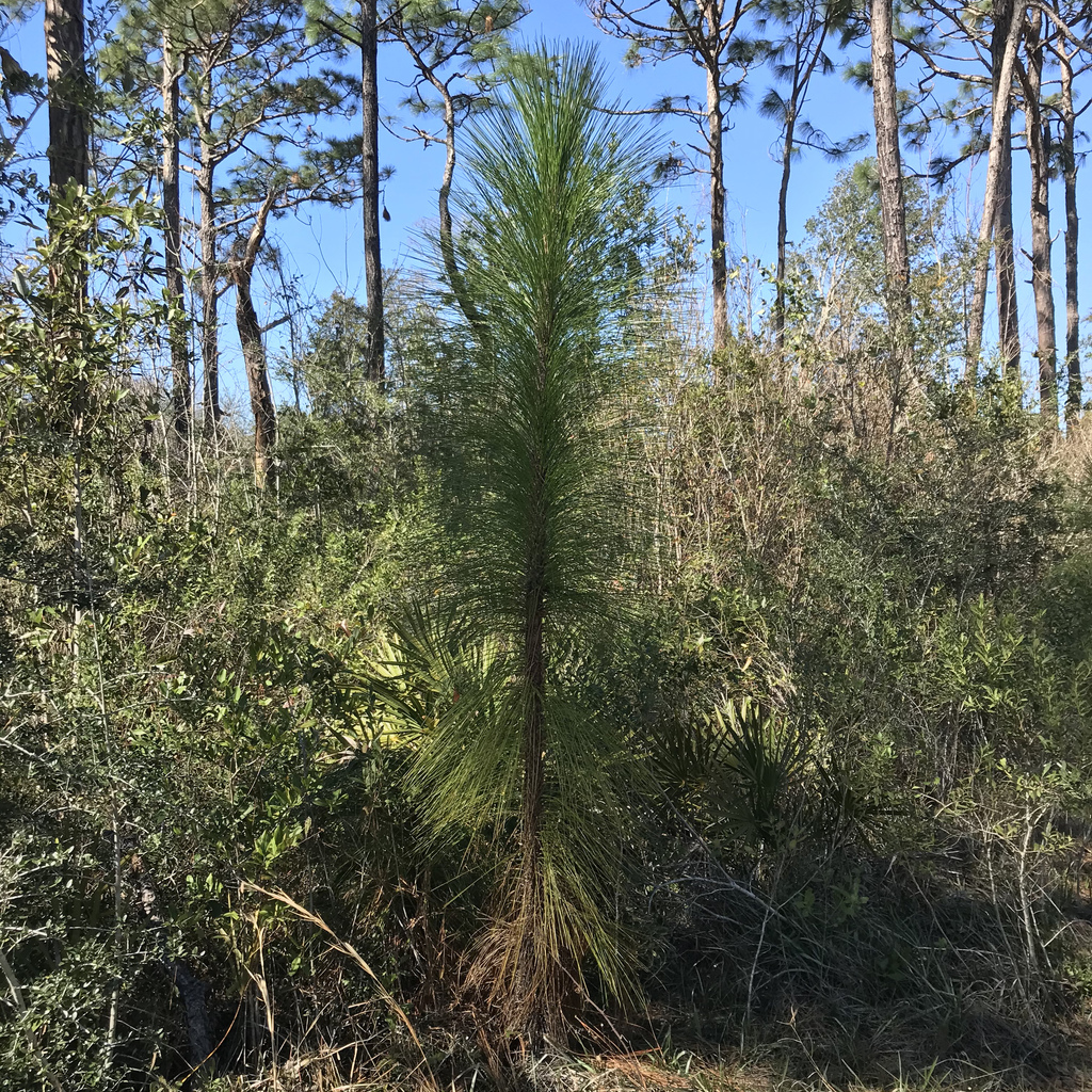 longleaf pine from Grass Island, Orange Beach, AL, US on March 4, 2021 ...