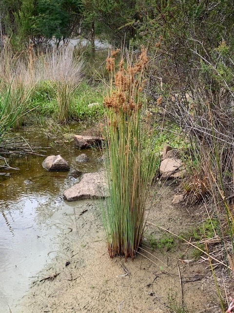 Juncus procerus from Cranbourne South VIC 3977, Australia on March 7 ...