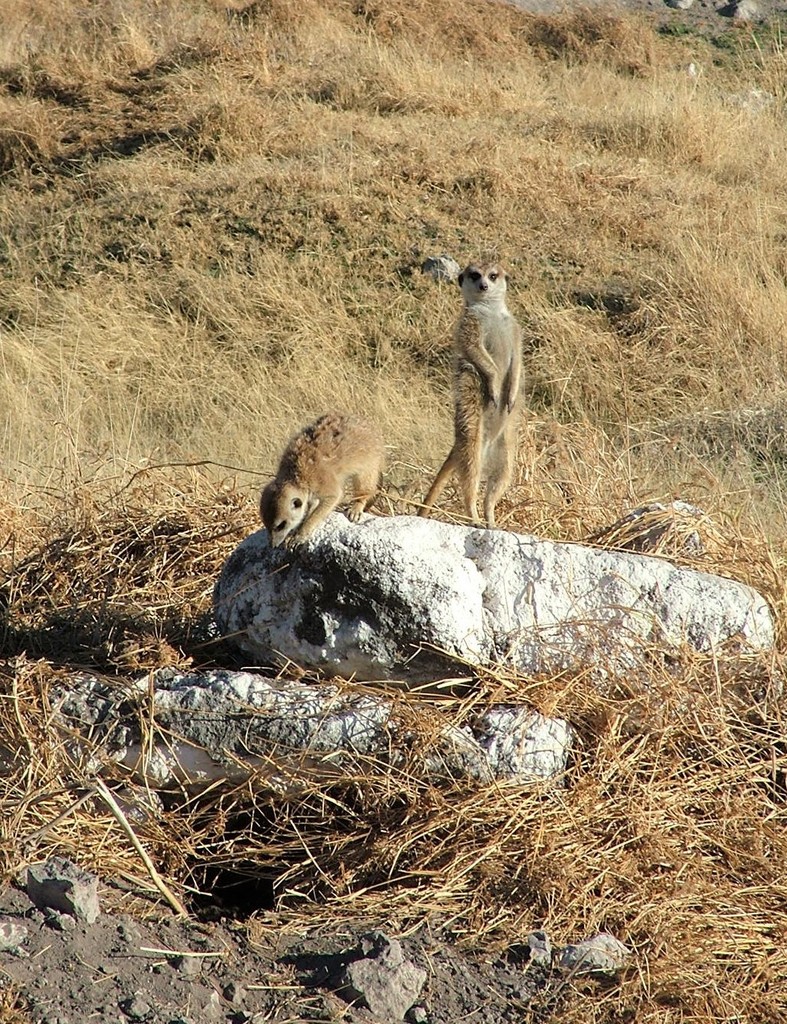 Meerkat from Otjozondjupa Region, Namibia on July 6, 2014 at 06:09 AM ...